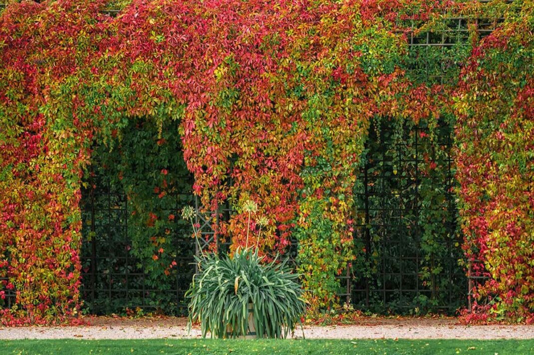 Fabelhafte Bunte Hecke Sichtschutz Ebenbild